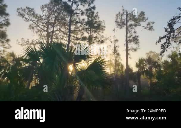 Tropical jungles with green palm trees and wild vegetation in southern ...