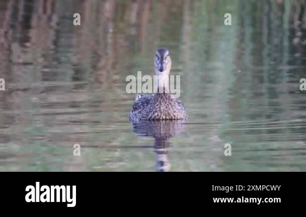 Front view mallard duck anas Stock Videos & Footage - HD and 4K Video ...