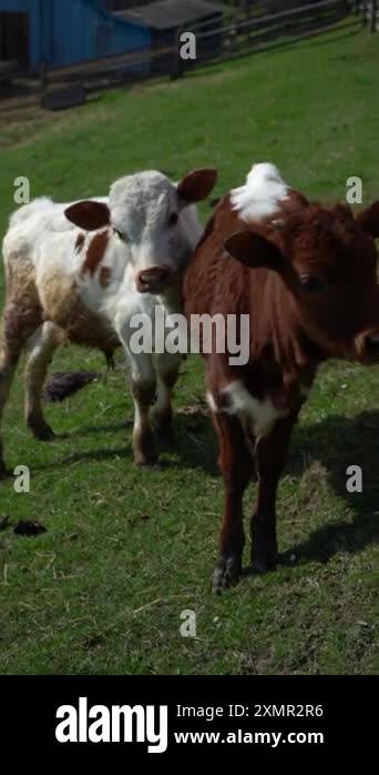 One calf Stock Videos & Footage - HD and 4K Video Clips - Alamy