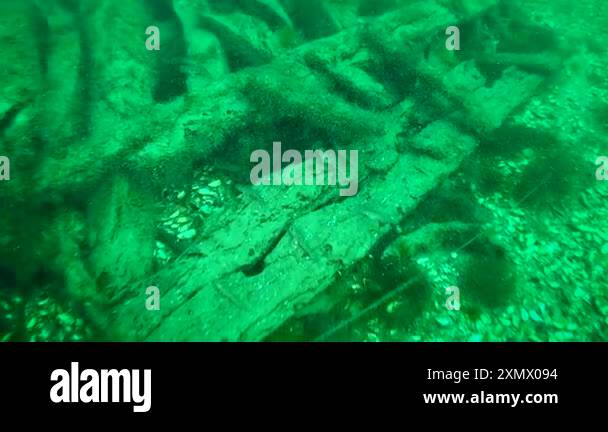 Diving on Snake Island -The camera slowly moves over the bottom covered ...
