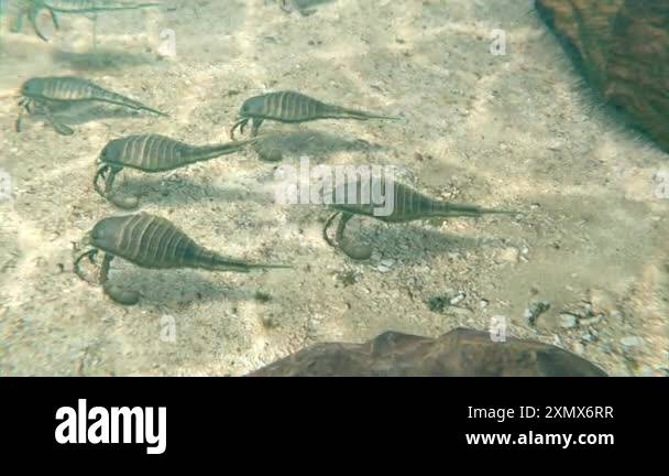 An animation of Eurypterids (Sea Scorpions) on a Silurian Period ...
