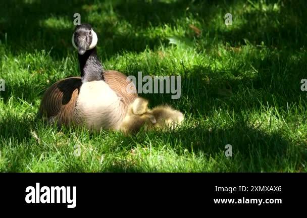 Downy soft Stock Videos & Footage - HD and 4K Video Clips - Alamy