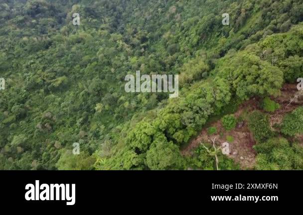 Aerial view of a lush green forest with dense trees and a clearing. The ...