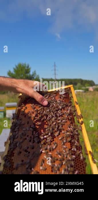 Frame with bees in farmer's hands. Beekeeper standing on the apiary ...