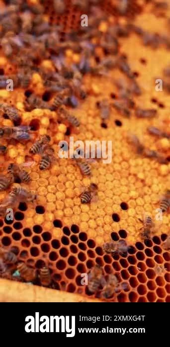 Honey bee brood ready to hatch. Frame of honeycombs with bee larvae ...