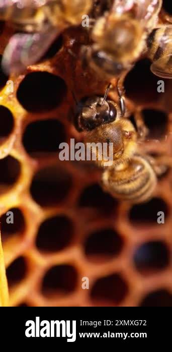 Honey insects ventilating beehive with their tiny wings. Worker bees moving from one cell to ...