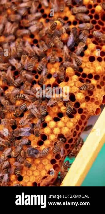 Queen cell bees Stock Videos & Footage - HD and 4K Video Clips - Alamy