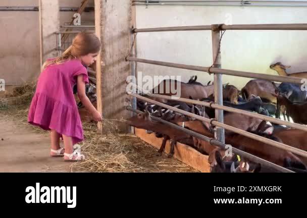 Pack animals herd Stock Videos & Footage - HD and 4K Video Clips - Alamy