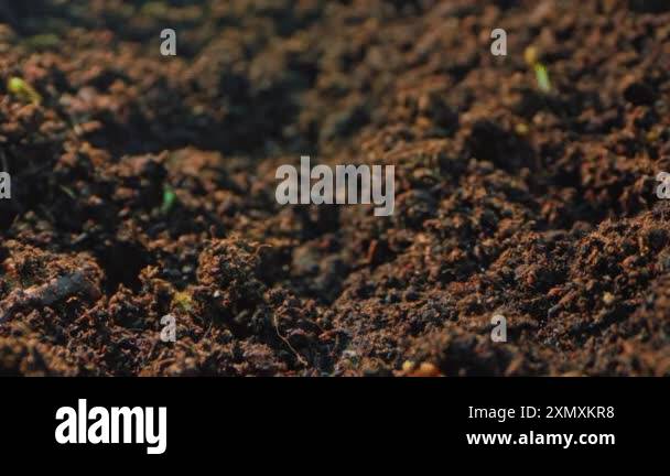 Stages of plant life cycle Stock Videos & Footage - HD and 4K Video ...