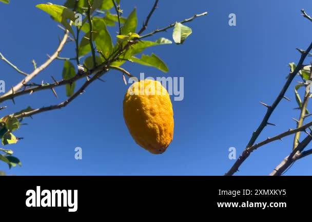 Species citrus medica Stock Videos & Footage - HD and 4K Video Clips ...