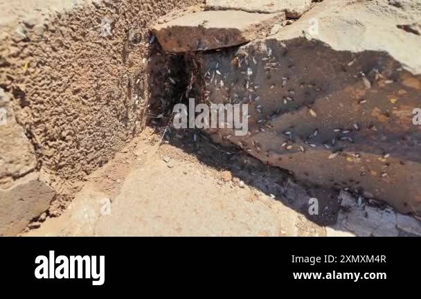 Portuguese insects Stock Videos & Footage - HD and 4K Video Clips - Alamy