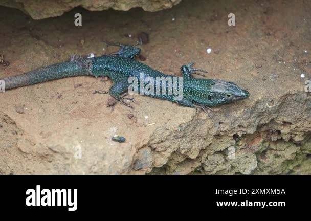 Lizard scales close up Stock Videos & Footage - HD and 4K Video Clips ...