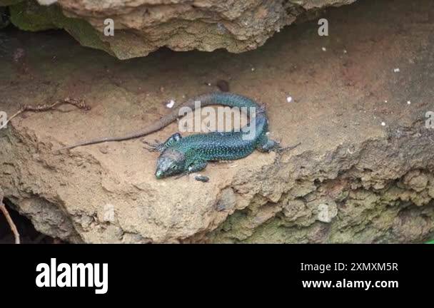 Blue and green Madeiran wall lizard or Teira dugesii, an endemic ...