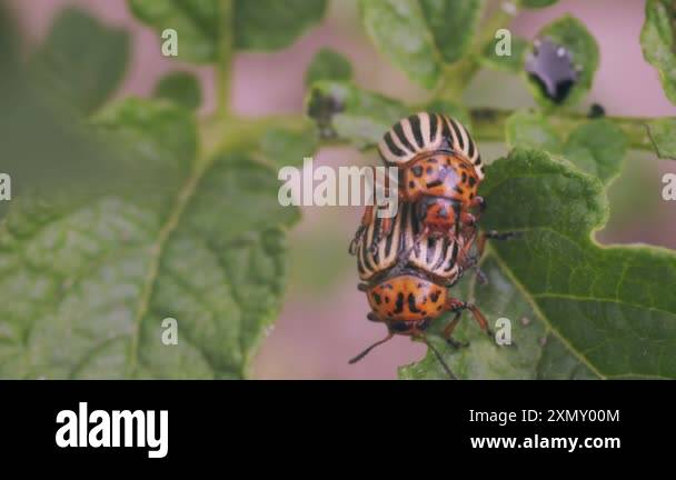 Two colorado potato bugs Stock Videos & Footage - HD and 4K Video Clips - Alamy
