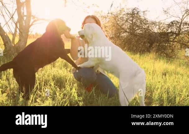 Labrador affection Stock Videos & Footage - HD and 4K Video Clips - Alamy
