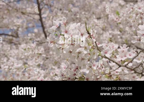 Fragile Sakura flower. Spring nature. Sakura tree with blooming flower ...