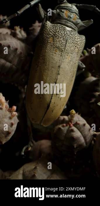 Back view of longhorn beetle Stock Videos & Footage - HD and 4K Video ...