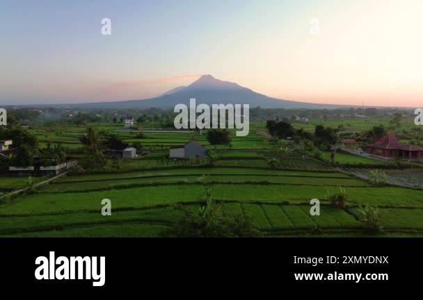 Panorama of Mount Merapi and rice fields in the beautiful village in ...