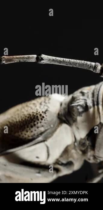 Vertical video. Side Profile Of Longhorn Beetle, Highlighting Its ...