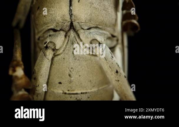 Intricacies of insect anatomy Stock Videos & Footage - HD and 4K Video ...