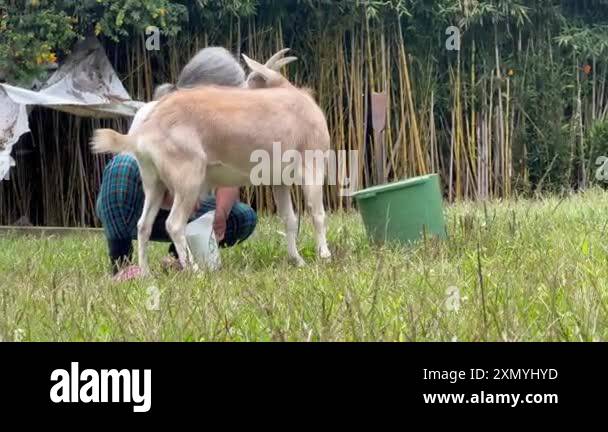 Older Latina woman with gray hair and yellow boots milking goat on her ...