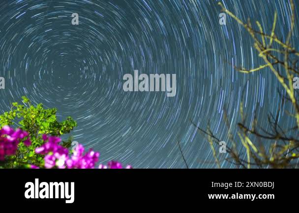 Star trail, time lapse: night sky in Tuscan countryside with flowers ...