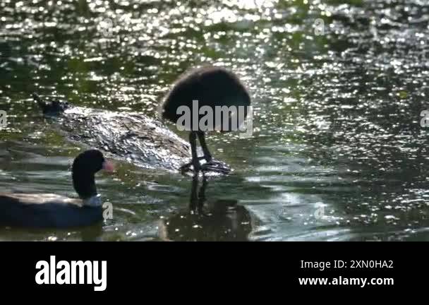 Log sun Stock Videos & Footage - HD and 4K Video Clips - Alamy