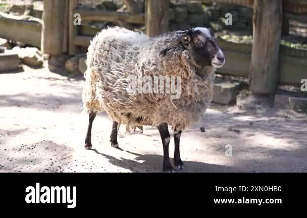 Woolly grey sheep Stock Videos & Footage - HD and 4K Video Clips - Alamy