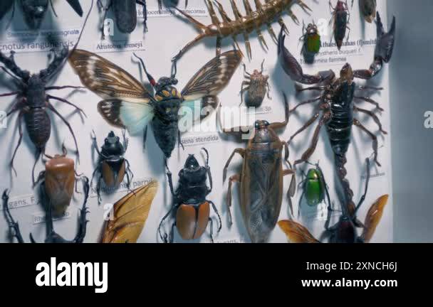 Insect collection Stock Videos & Footage - HD and 4K Video Clips - Alamy