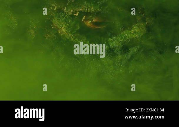 Abduction scene Stock Videos & Footage - HD and 4K Video Clips - Alamy
