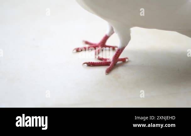 White feather feet Stock Videos & Footage - HD and 4K Video Clips - Alamy