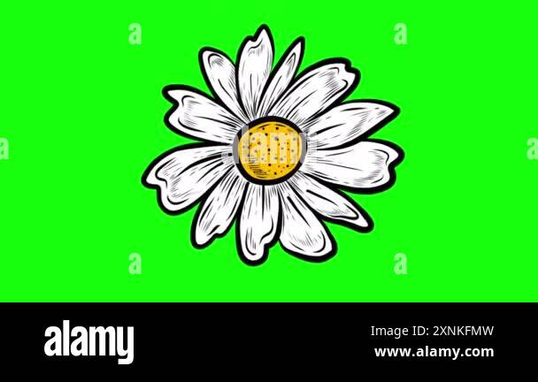 Animated hand drawn white daisy flower rotating on green screen ...