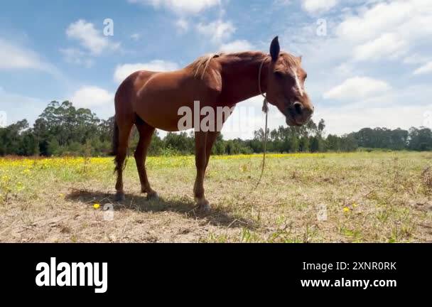 Grazing teeth Stock Videos & Footage - HD and 4K Video Clips - Alamy