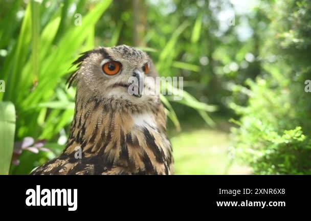 Bird bubo on tree Stock Videos & Footage - HD and 4K Video Clips - Alamy