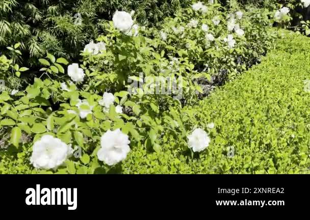Hedge roses Stock Videos & Footage - HD and 4K Video Clips - Alamy