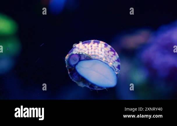 zebra turbo snail creeping foot on front glass, surface cleaner eat ...