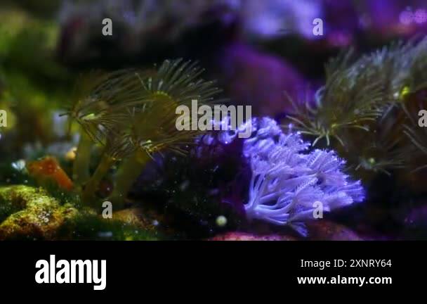 parazoanthus, pulsing xenia soft coral frag colony, hardy pet for ...