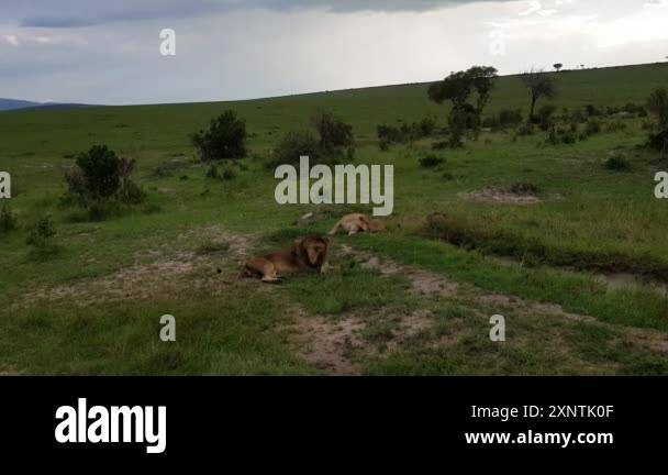 Kenya lion savanna Stock Videos & Footage - HD and 4K Video Clips - Alamy