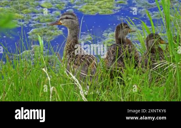 A captivating slow-motion video series showcasing the life of mallard ...