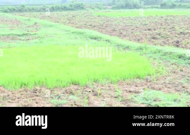 Rice nursery in the field. Growing rice nursery in the field before ...