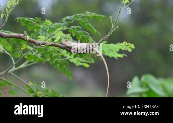 Chameleons on the tree branch. It is a reptile animal. It is an animal ...