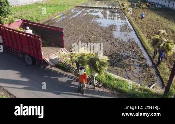 Pati, Indonesia - 02162022: Workers loading harvested rice plants onto ...