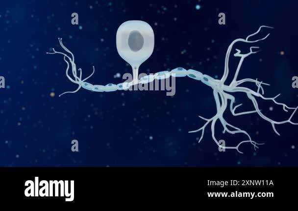 Sensory nervous system Stock Videos & Footage - HD and 4K Video Clips ...