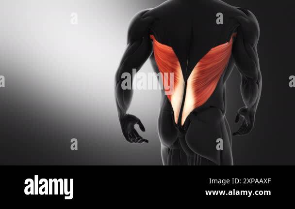 Anatomy of the Latissimus Dorsi Muscles Stock Video Footage - Alamy