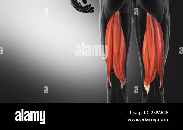 Anatomy of the Hamstring Muscles Stock Video Footage - Alamy