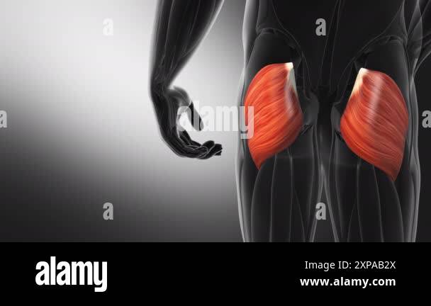 Anatomy of the Gluteus Maximus Muscles Stock Video Footage - Alamy