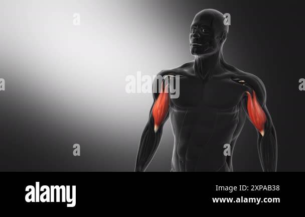 Biceps relaxed Stock Videos & Footage - HD and 4K Video Clips - Alamy