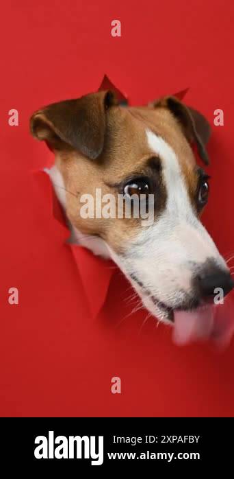 Cardboard nose Stock Videos & Footage - HD and 4K Video Clips - Alamy