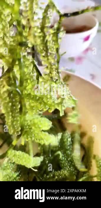 Edible algae Stock Videos & Footage - HD and 4K Video Clips - Alamy