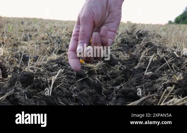 Hand planting corn seed in soil Stock Videos & Footage - HD and 4K ...
